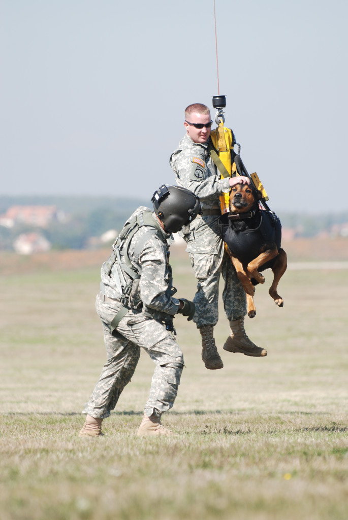 Jumpin’ Military Dogs! – Loraine Nunley, Author